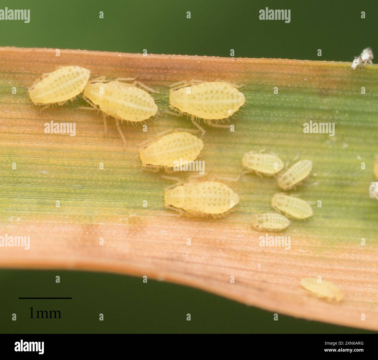 Sugarcane aphid hi-res stock photography and images - Alamy
