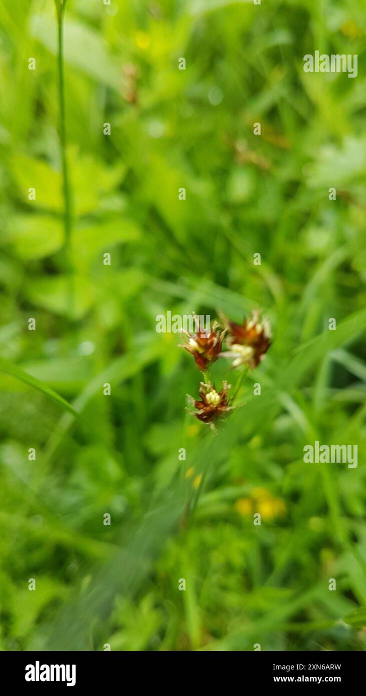 Field woodrush (Luzula campestris) Plantae Stock Photo - Alamy