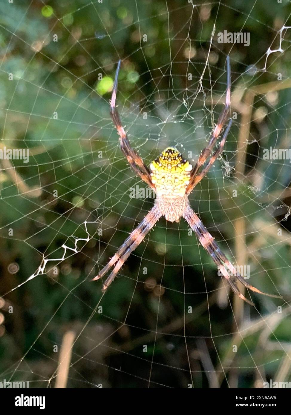 Hawaiian Garden Spider (Argiope appensa) Arachnida Stock Photo - Alamy