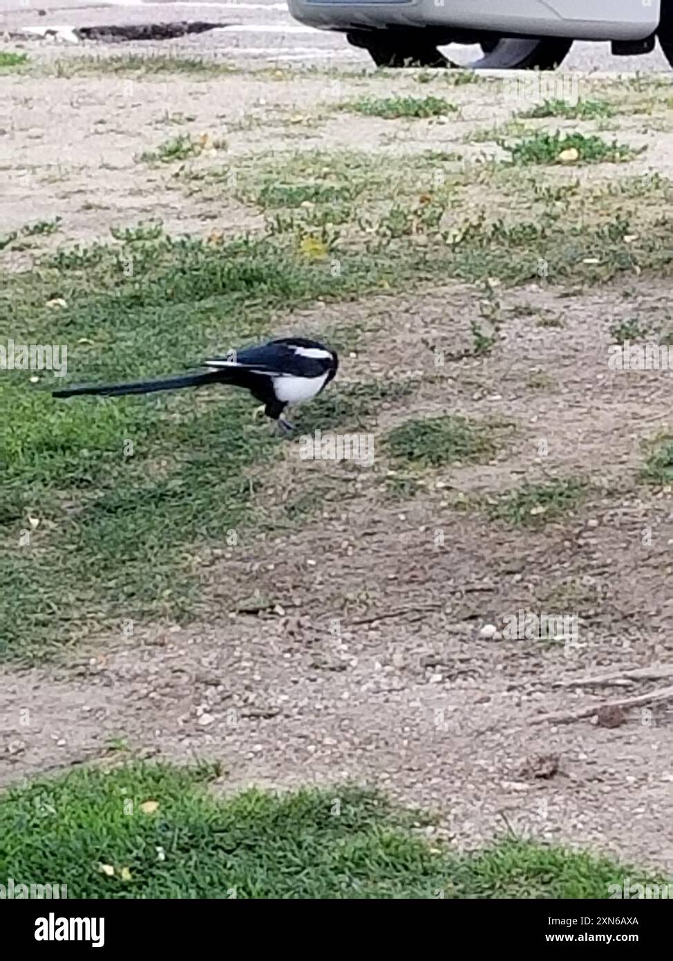 Black-billed Magpie (Pica hudsonia) Aves Stock Photo - Alamy