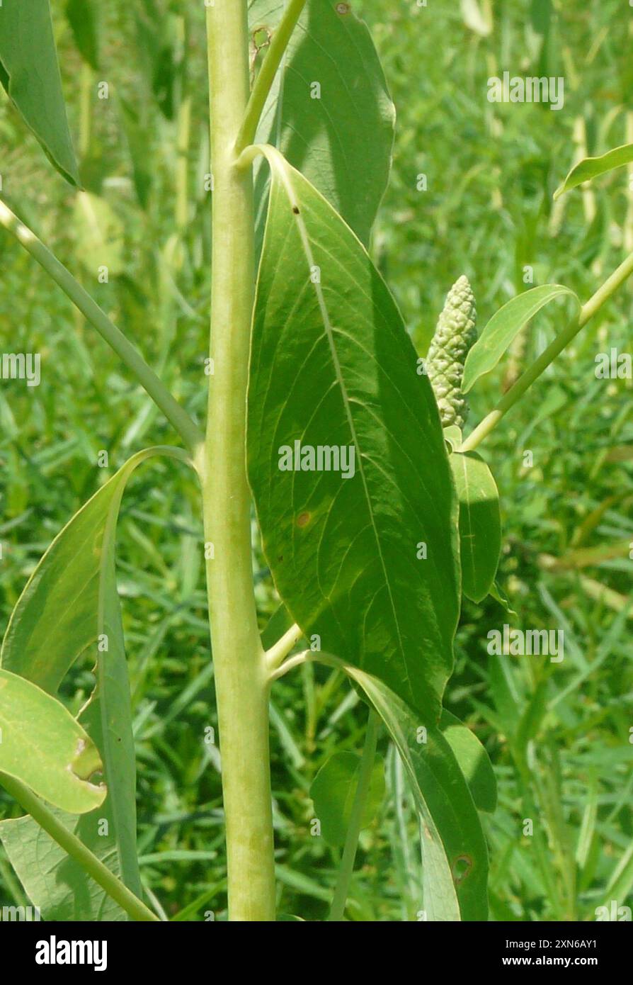 chickenspike (Sphenoclea zeylanica) Plantae Stock Photo - Alamy