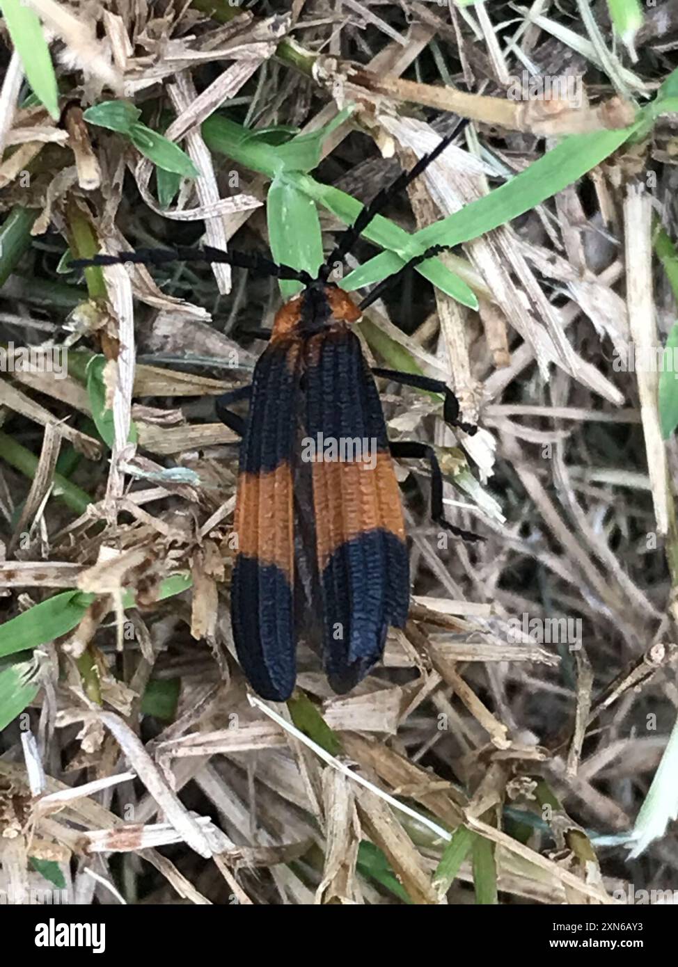 Reticulated Net-winged Beetle (Calopteron reticulatum) Insecta Stock ...