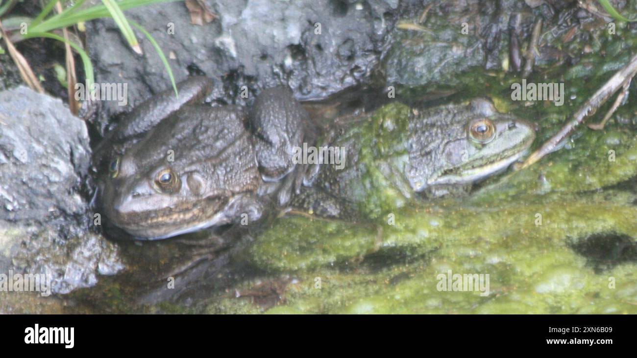 Montezuma Leopard Frog (Lithobates montezumae) Amphibia Stock Photo - Alamy
