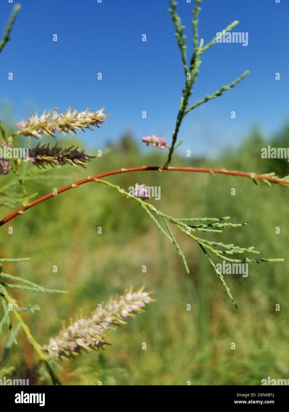 saltcedar (Tamarix ramosissima) Plantae Stock Photo - Alamy