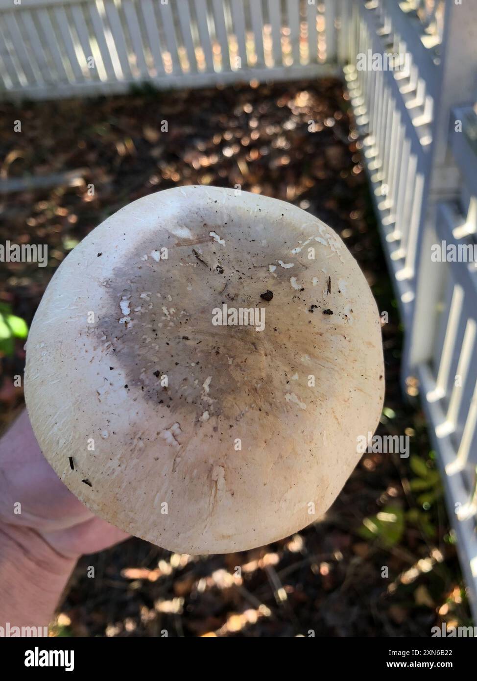 Yellow Stainer (Agaricus xanthodermus) Fungi Stock Photo - Alamy