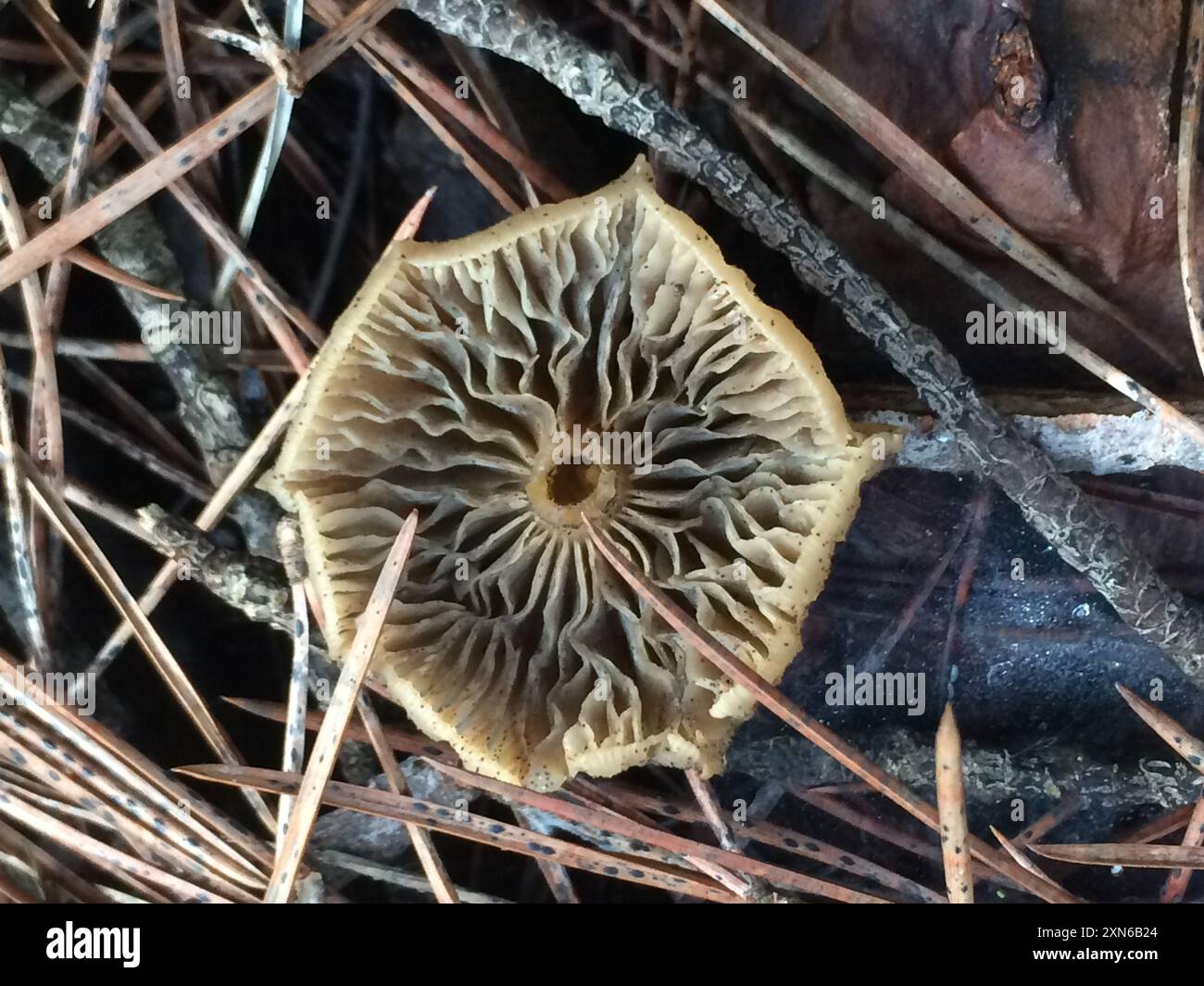 Common Gilled Mushrooms and Allies (Agaricales) Fungi Stock Photo - Alamy