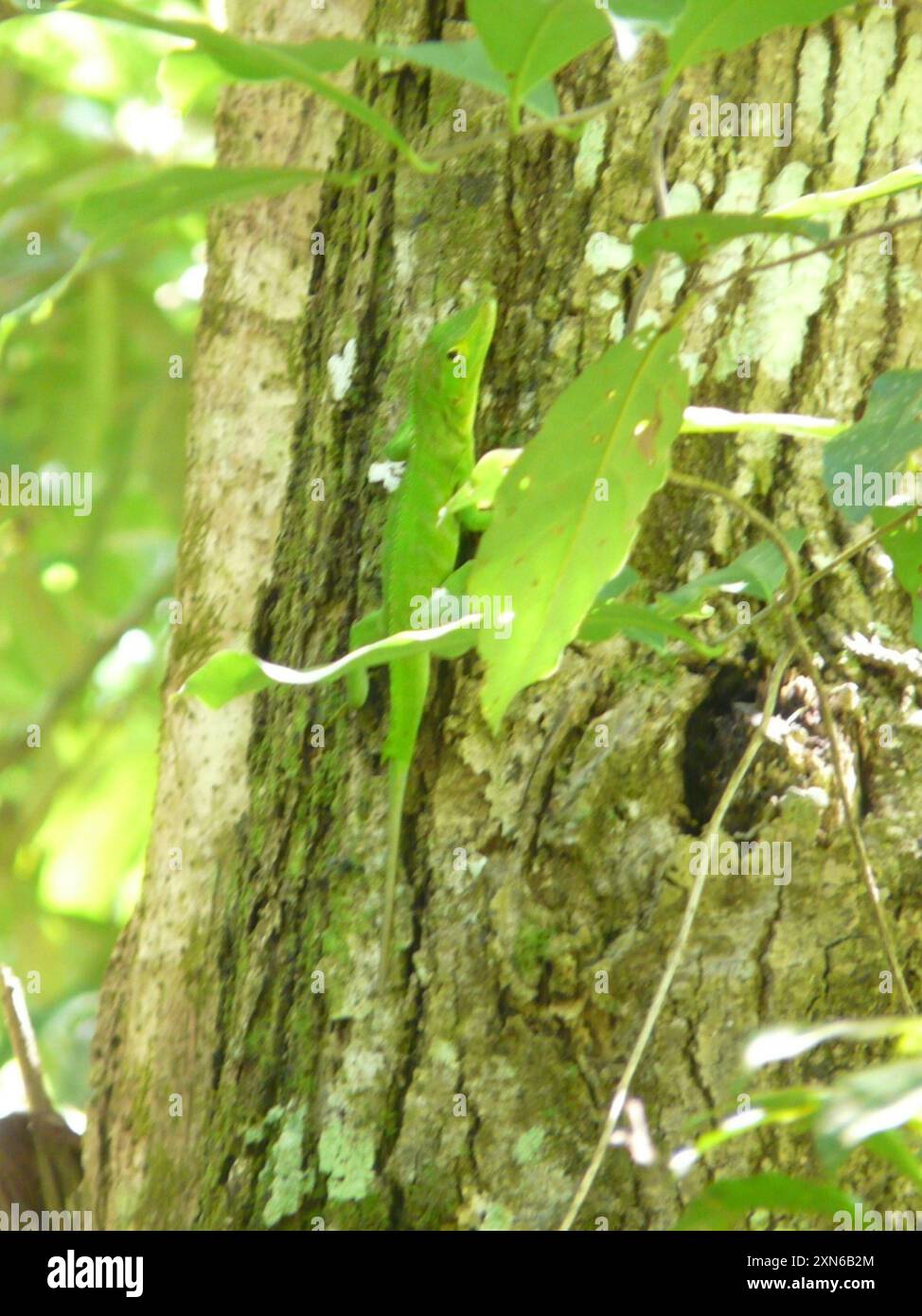 Jamaican giant anole anolis garmani hi-res stock photography and images ...