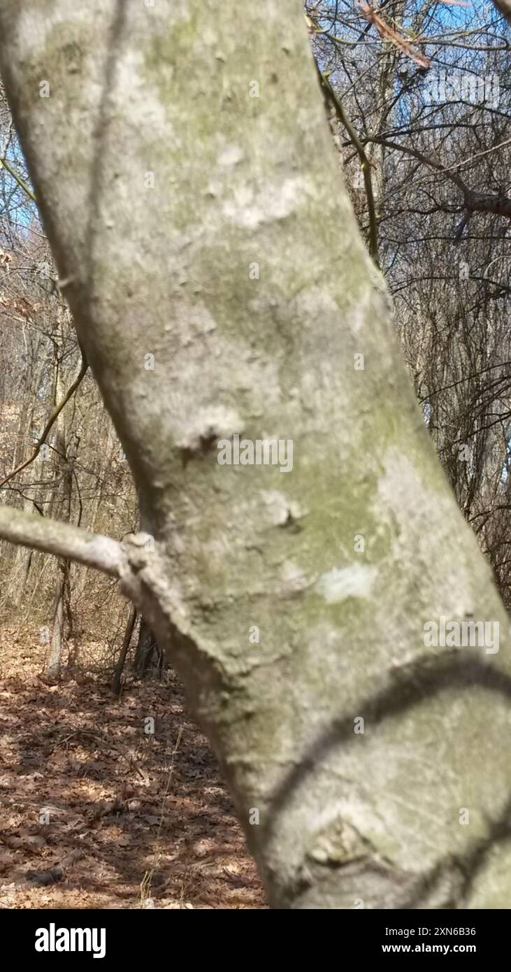 red maple (Acer rubrum) Plantae Stock Photo - Alamy