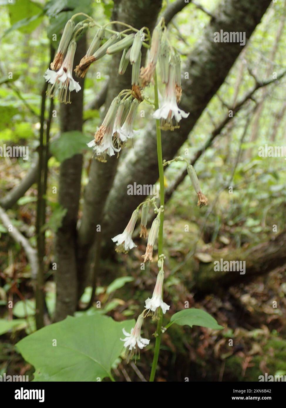 white rattlesnake root (Nabalus albus) Plantae Stock Photo - Alamy