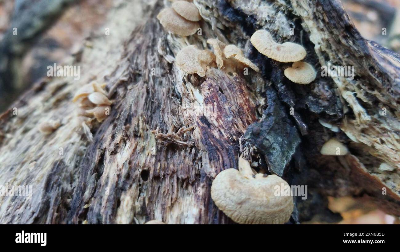 Luminescent panellus stipticus fungi hi-res stock photography and ...