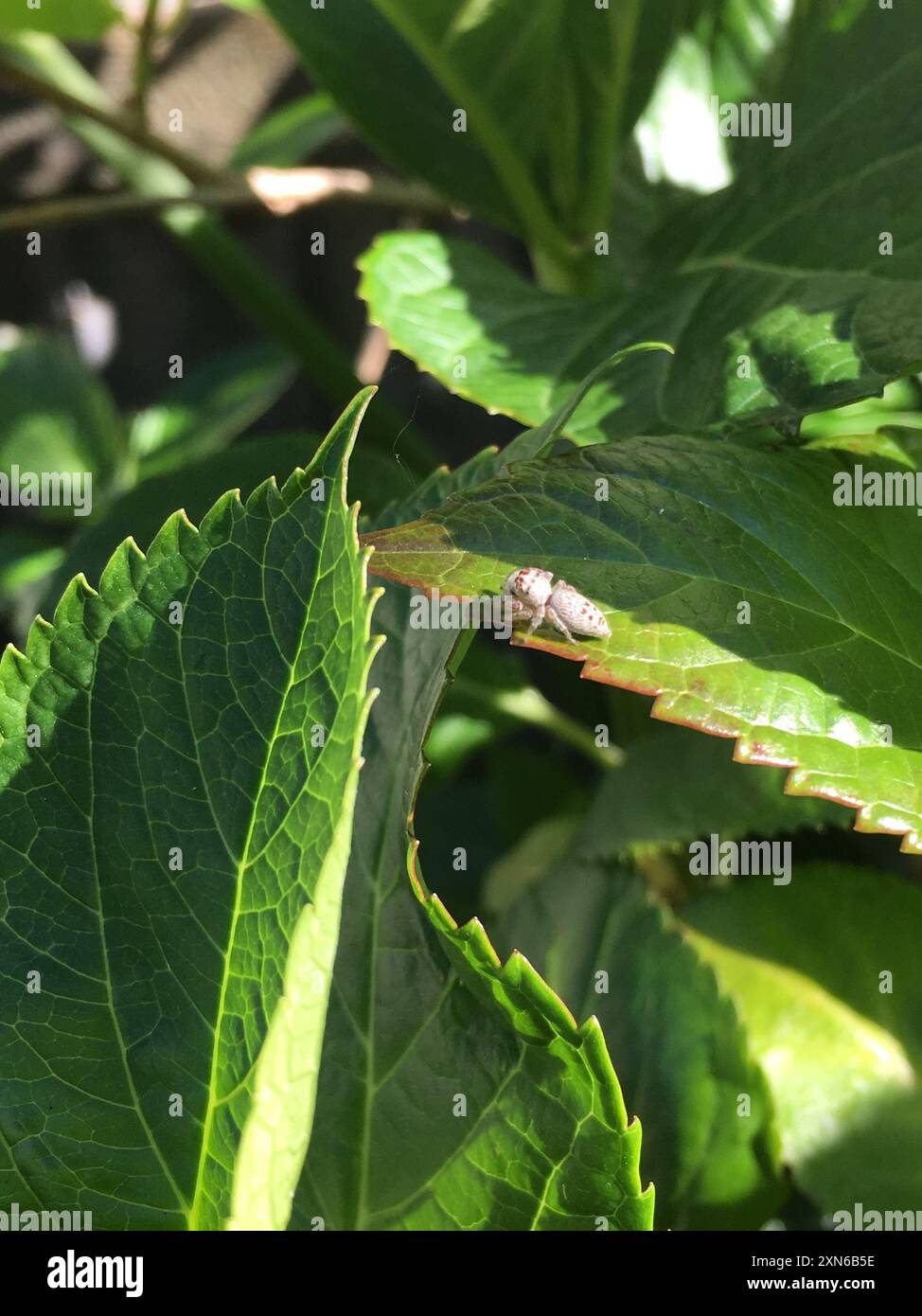 Opisthoncus polyphemus hi-res stock photography and images - Alamy