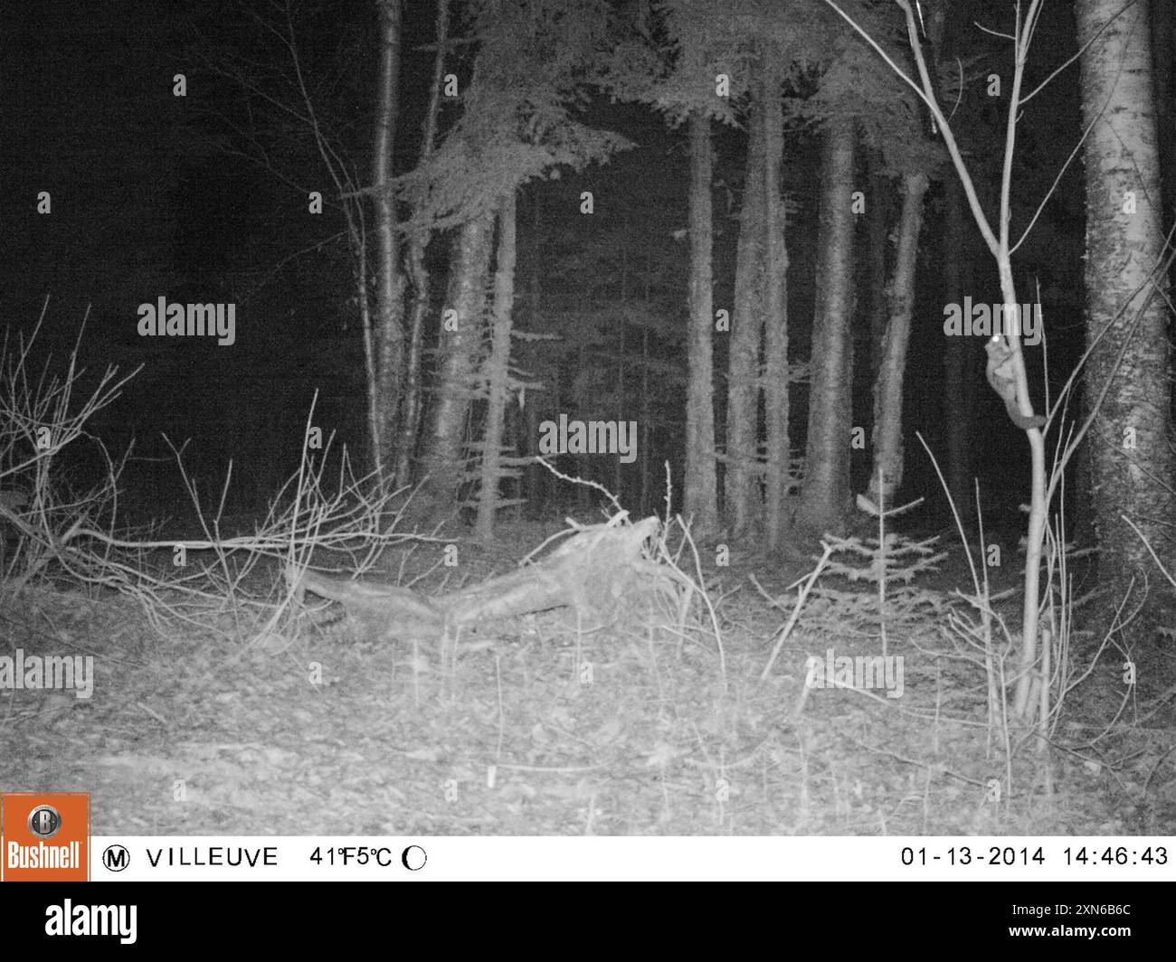 Northern Flying Squirrel (Glaucomys sabrinus) Mammalia Stock Photo - Alamy