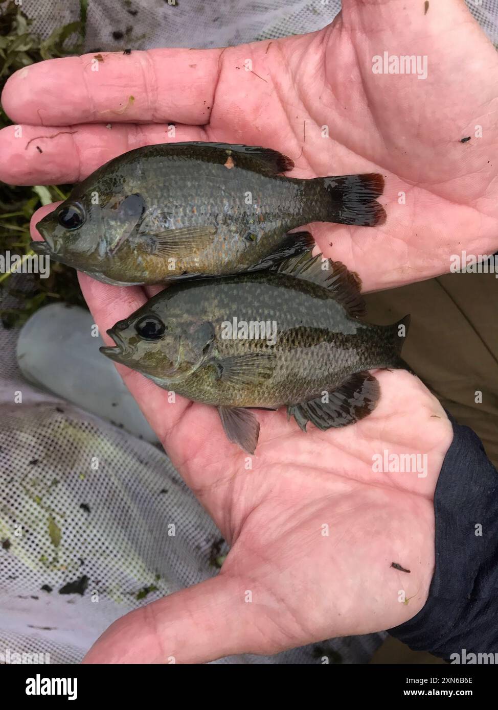 Redspotted Sunfish (Lepomis miniatus) Actinopterygii Stock Photo - Alamy