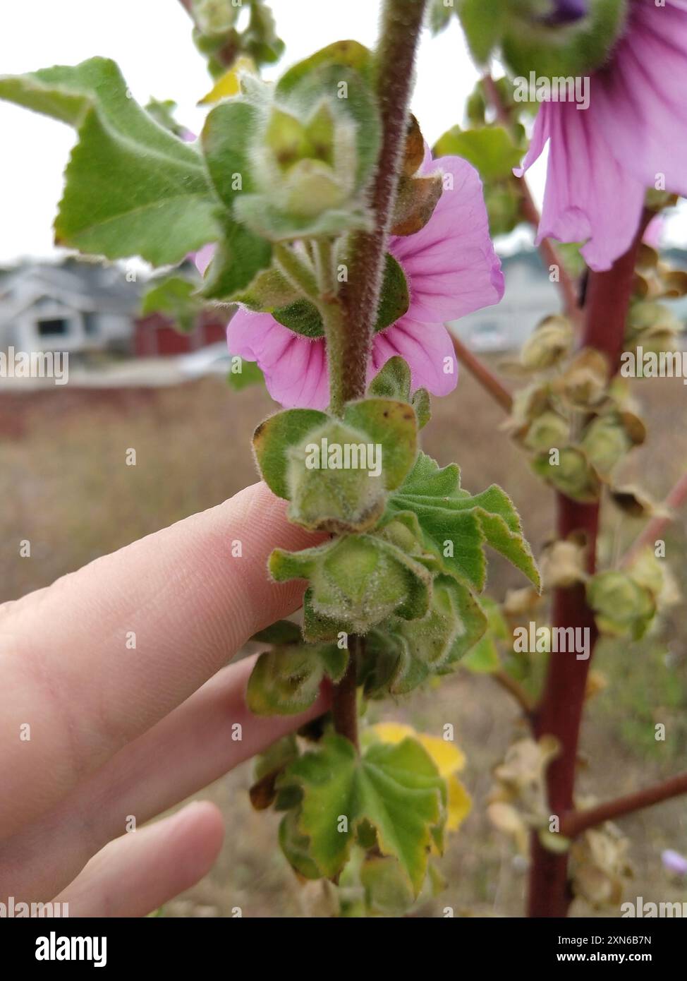 Tree Mallow (Malva arborea) Plantae Stock Photo - Alamy
