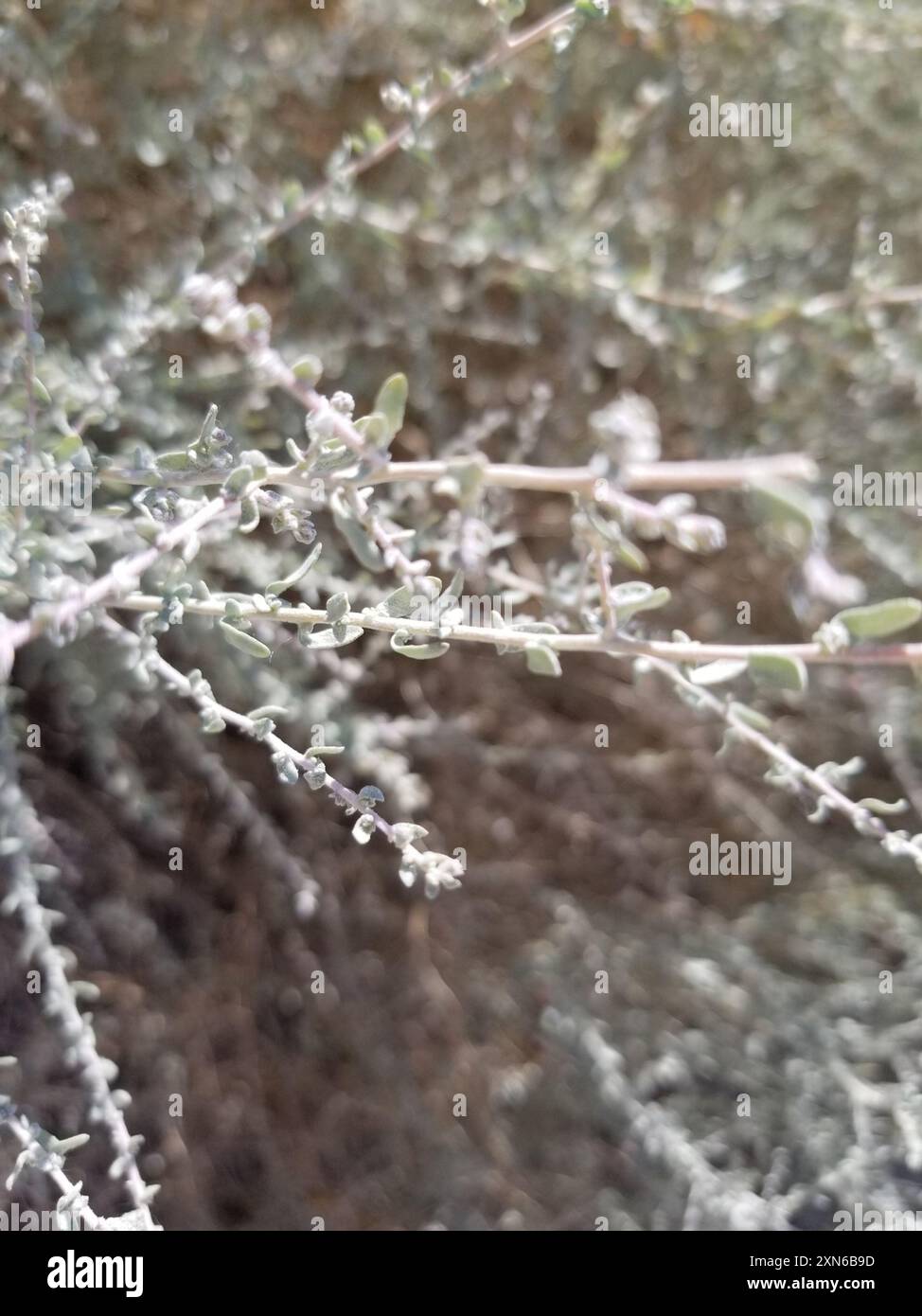 Cattle Saltbush (Atriplex polycarpa) Plantae Stock Photo - Alamy