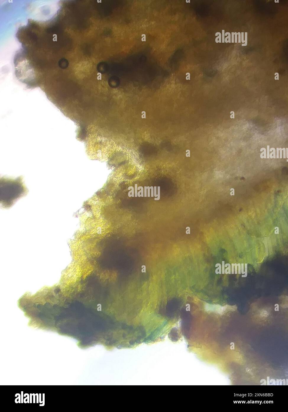 Half-free Morel (Morchella punctipes) Fungi Stock Photo - Alamy