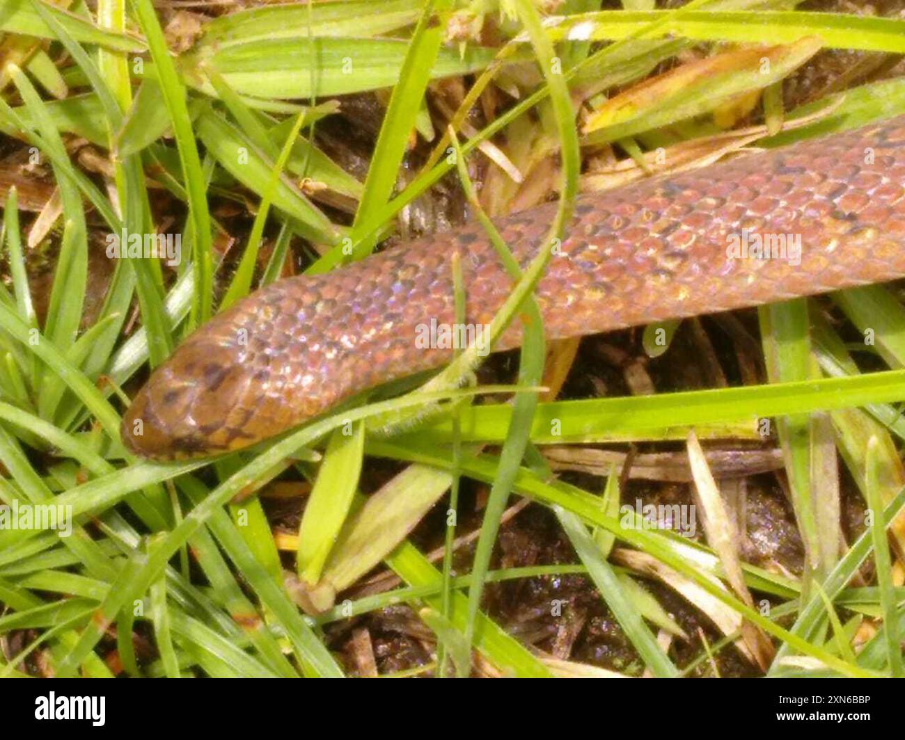 Northern Ground Snake (Atractus nicefori) Reptilia Stock Photo - Alamy