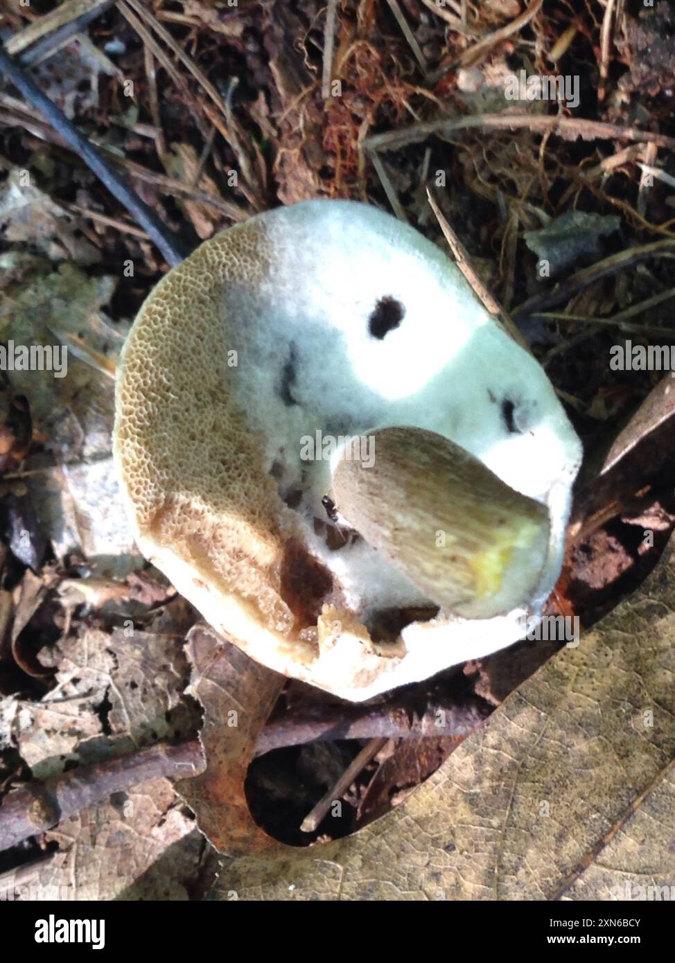 Hypomyces hi-res stock photography and images - Alamy