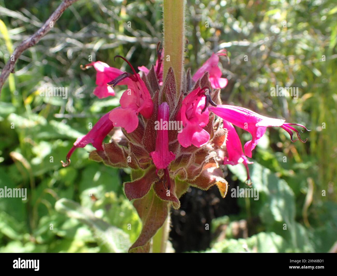 Hummingbird Sage (Salvia spathacea) Plantae Stock Photo - Alamy