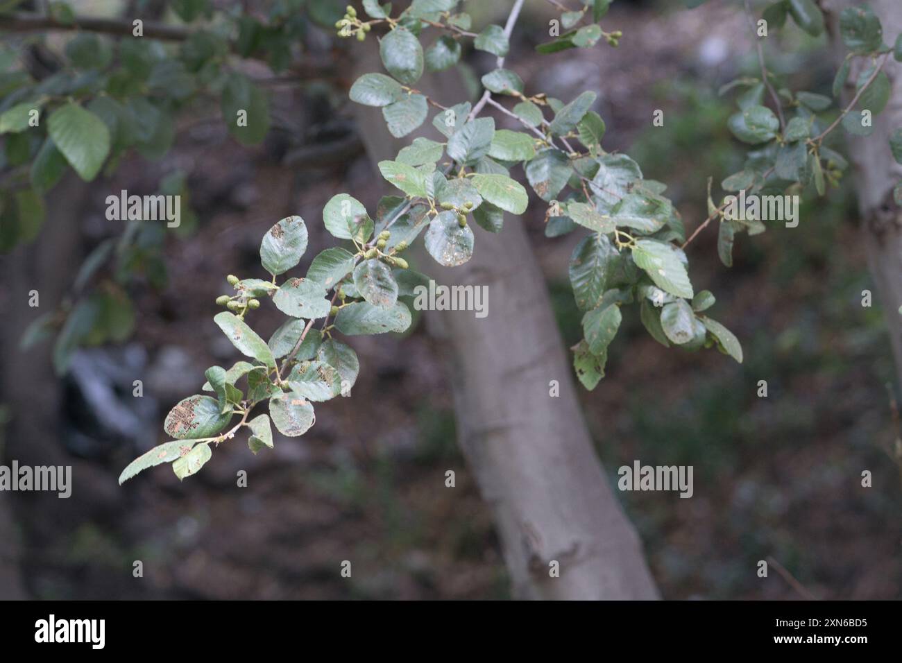 white alder (Alnus rhombifolia) Plantae Stock Photo - Alamy