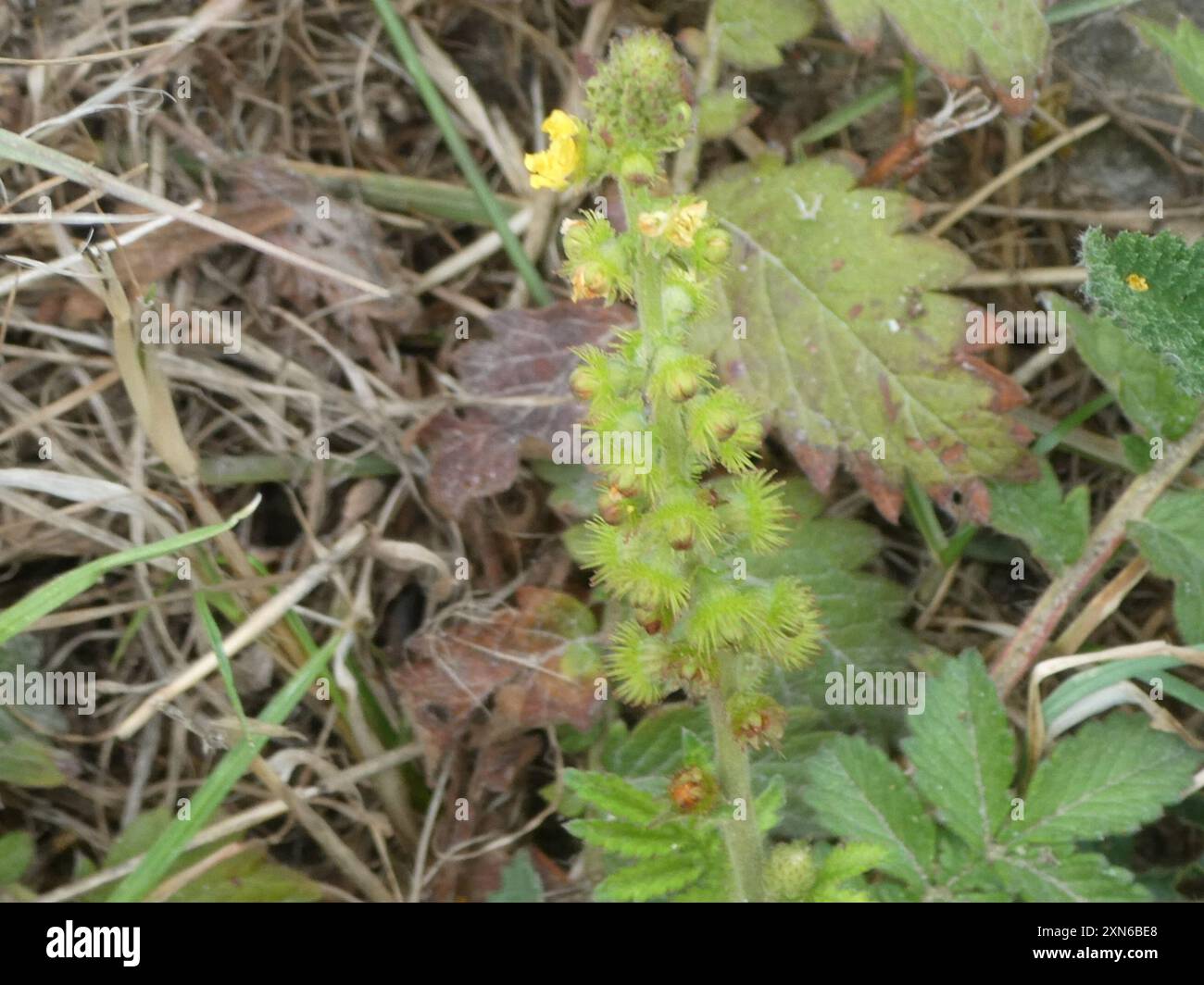 common agrimony (Agrimonia eupatoria) Plantae Stock Photo - Alamy