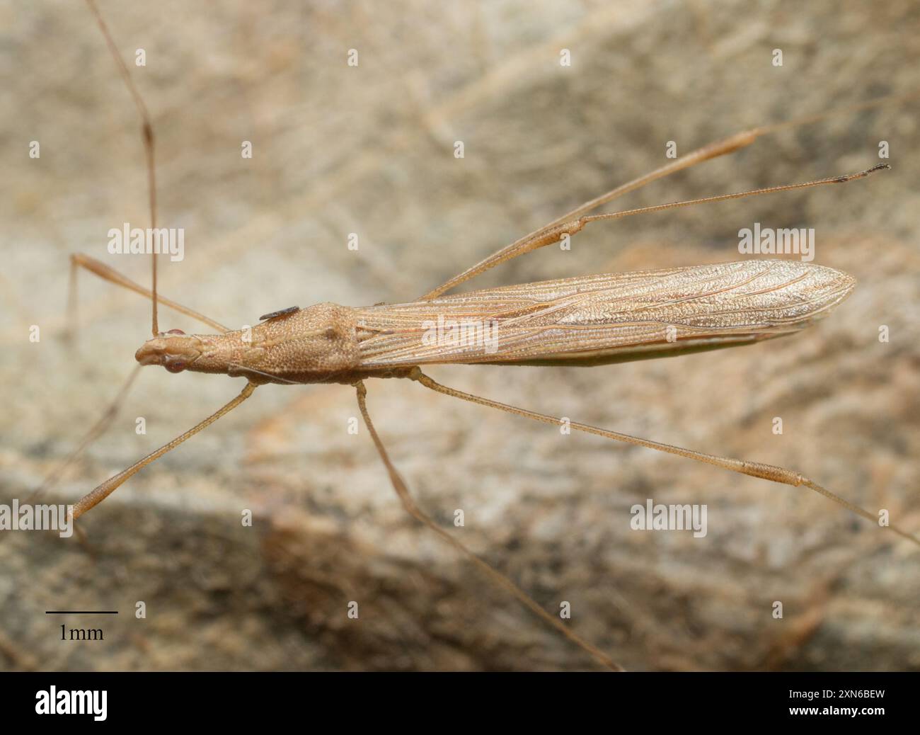 Stilt bugs hi-res stock photography and images - Alamy