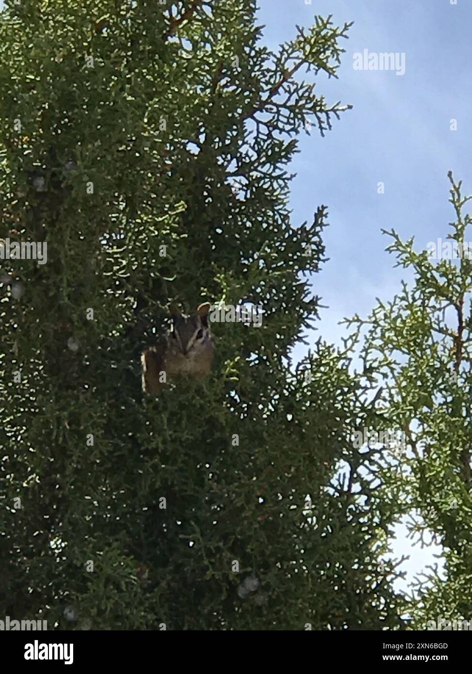 Western Chipmunks (Neotamias) Mammalia Stock Photo - Alamy