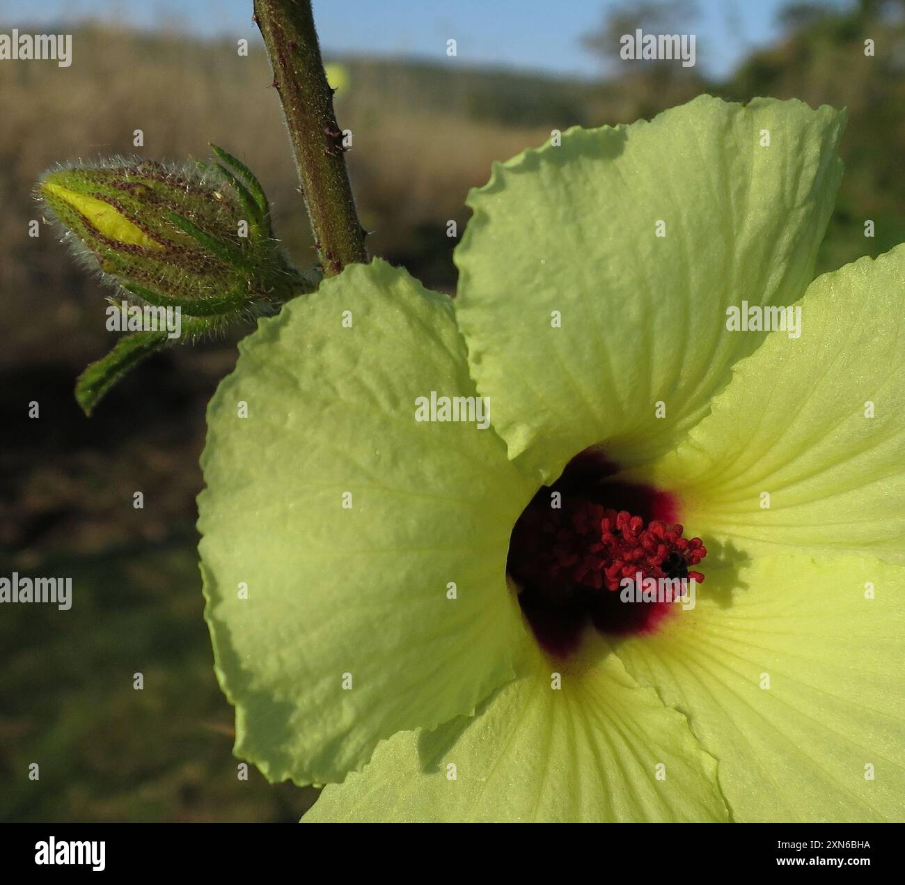 Prickly Tree Hibiscus (Hibiscus diversifolius diversifolius) Plantae ...