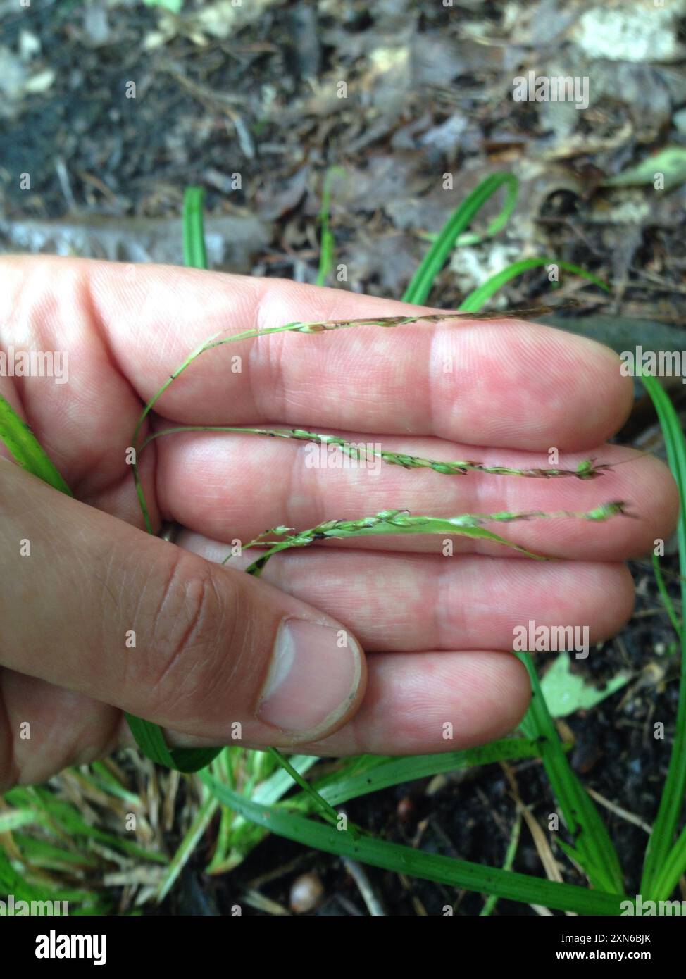 drooping woodland sedge (Carex arctata) Plantae Stock Photo - Alamy