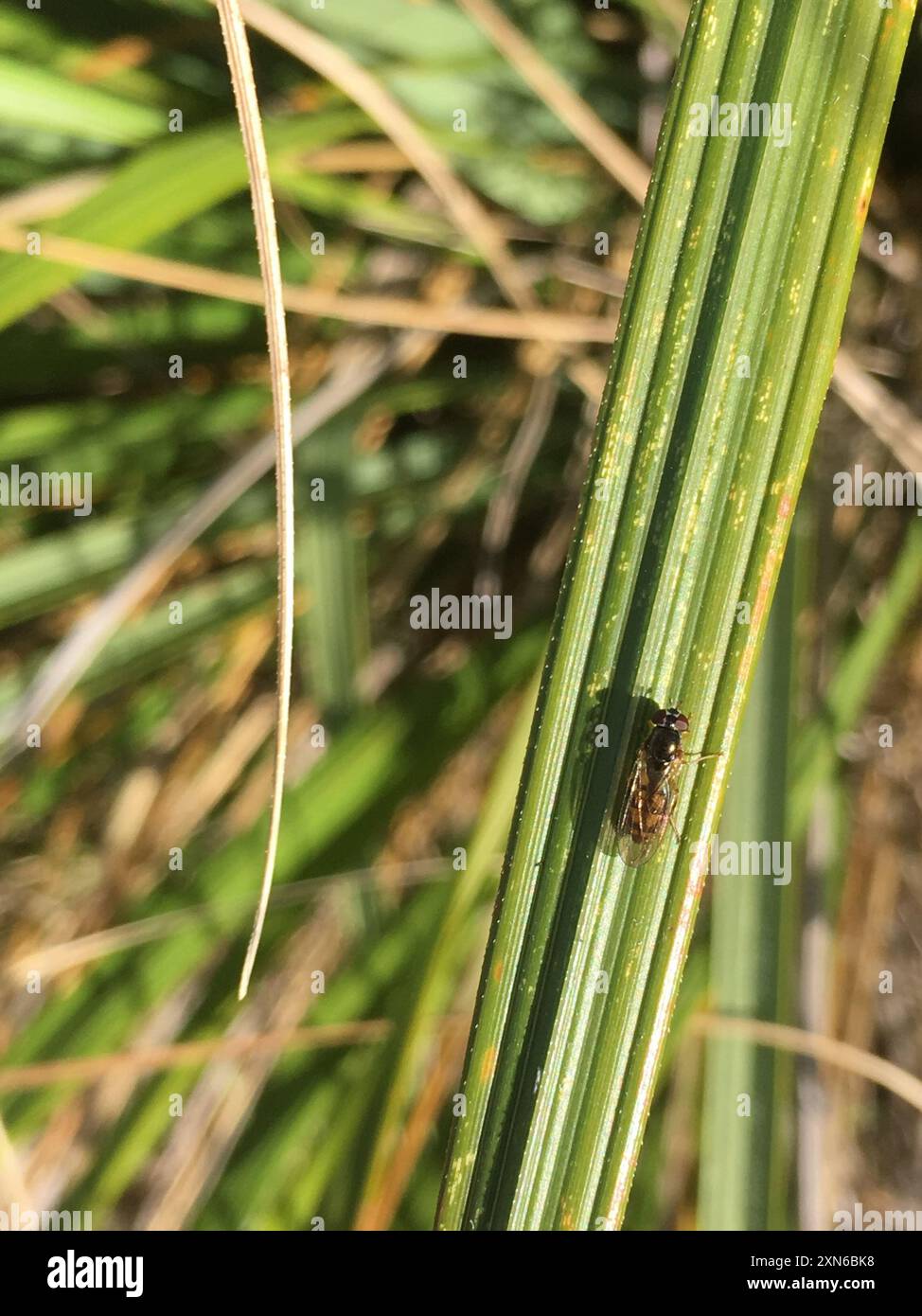 Small Hover Fly (Melanostoma fasciatum) Insecta Stock Photo - Alamy