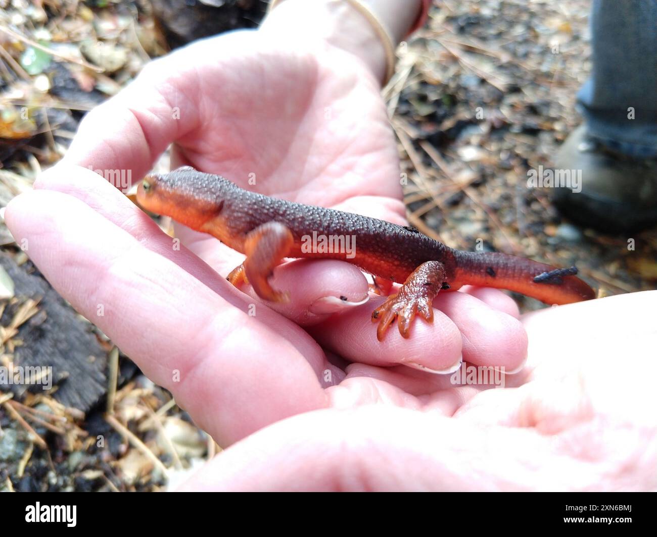 Sierra Newt (Taricha sierrae) Amphibia Stock Photo - Alamy