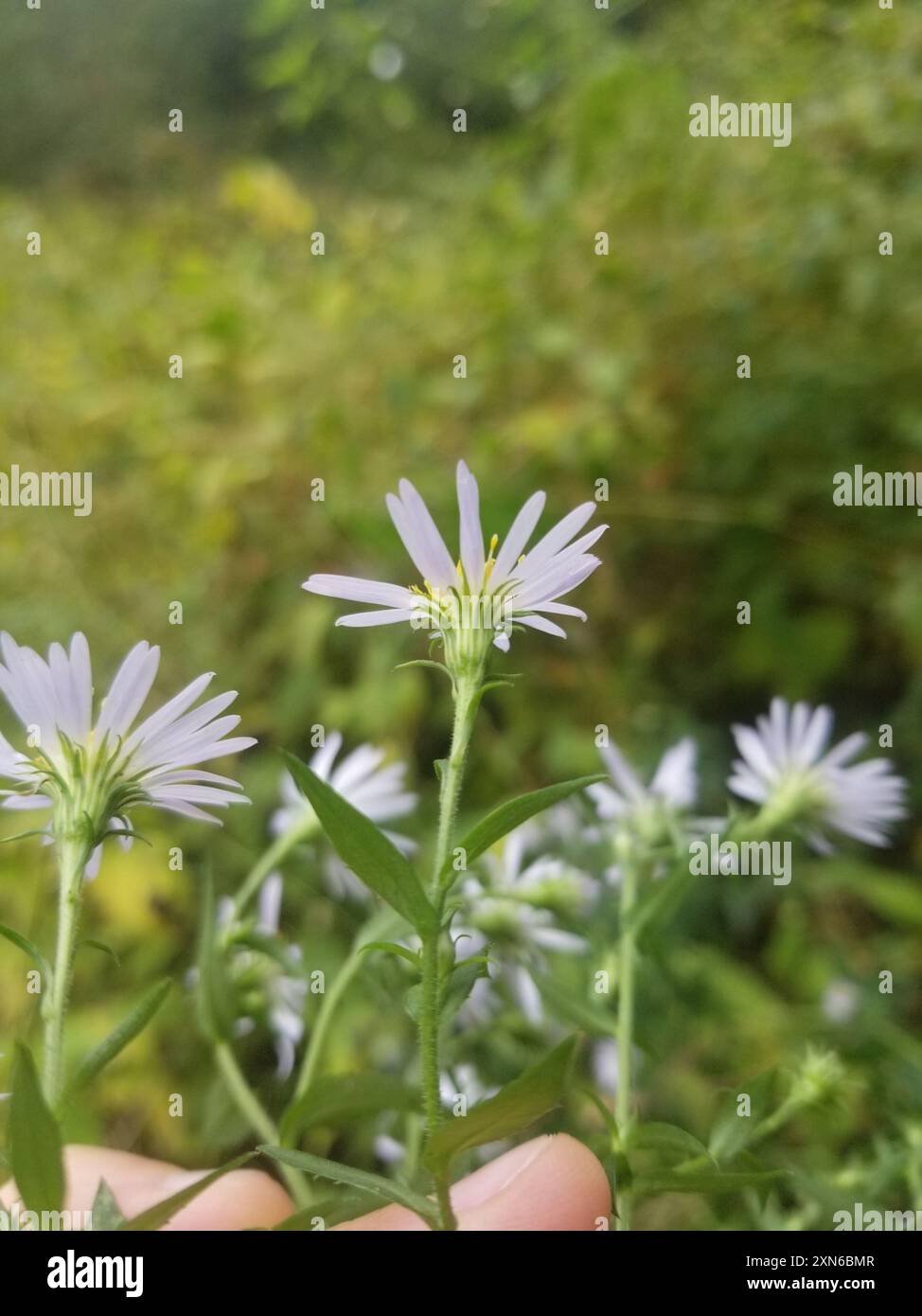 swamp aster (Symphyotrichum puniceum) Plantae Stock Photo - Alamy