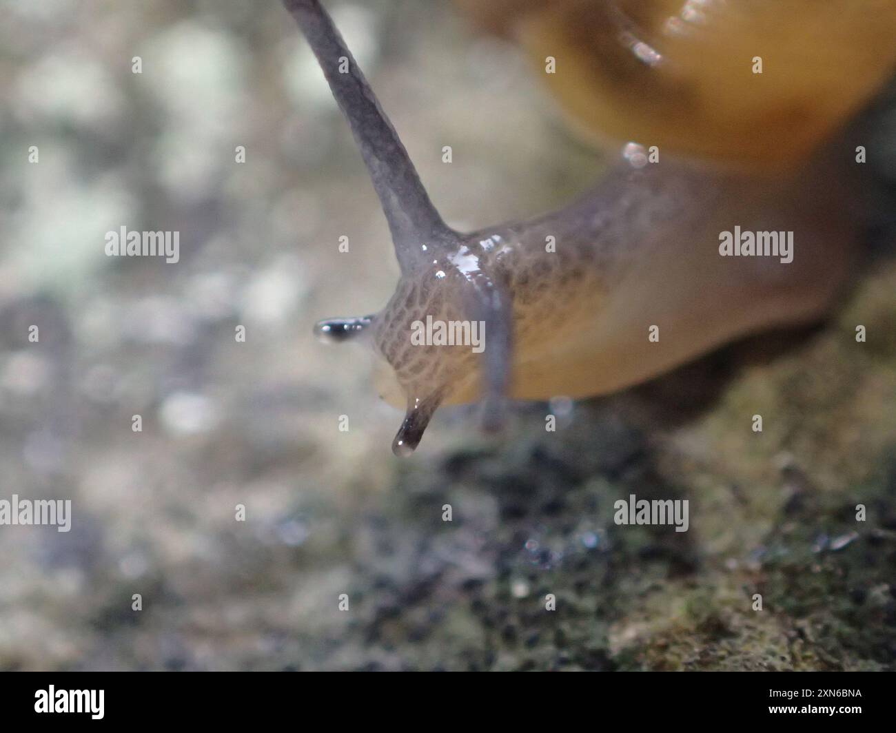 Ventridens hi-res stock photography and images - Alamy