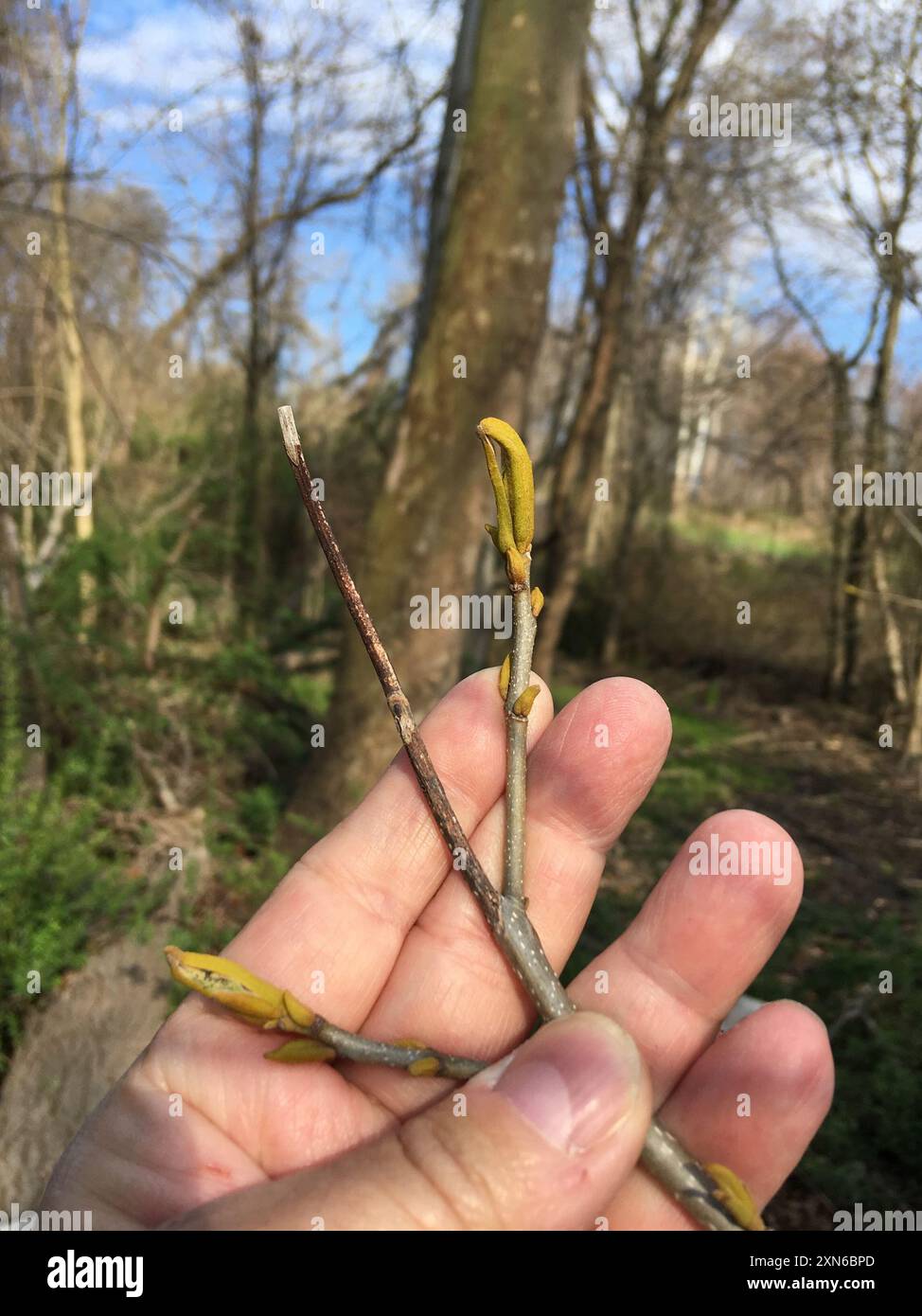 bitternut hickory (Carya cordiformis) Plantae Stock Photo - Alamy