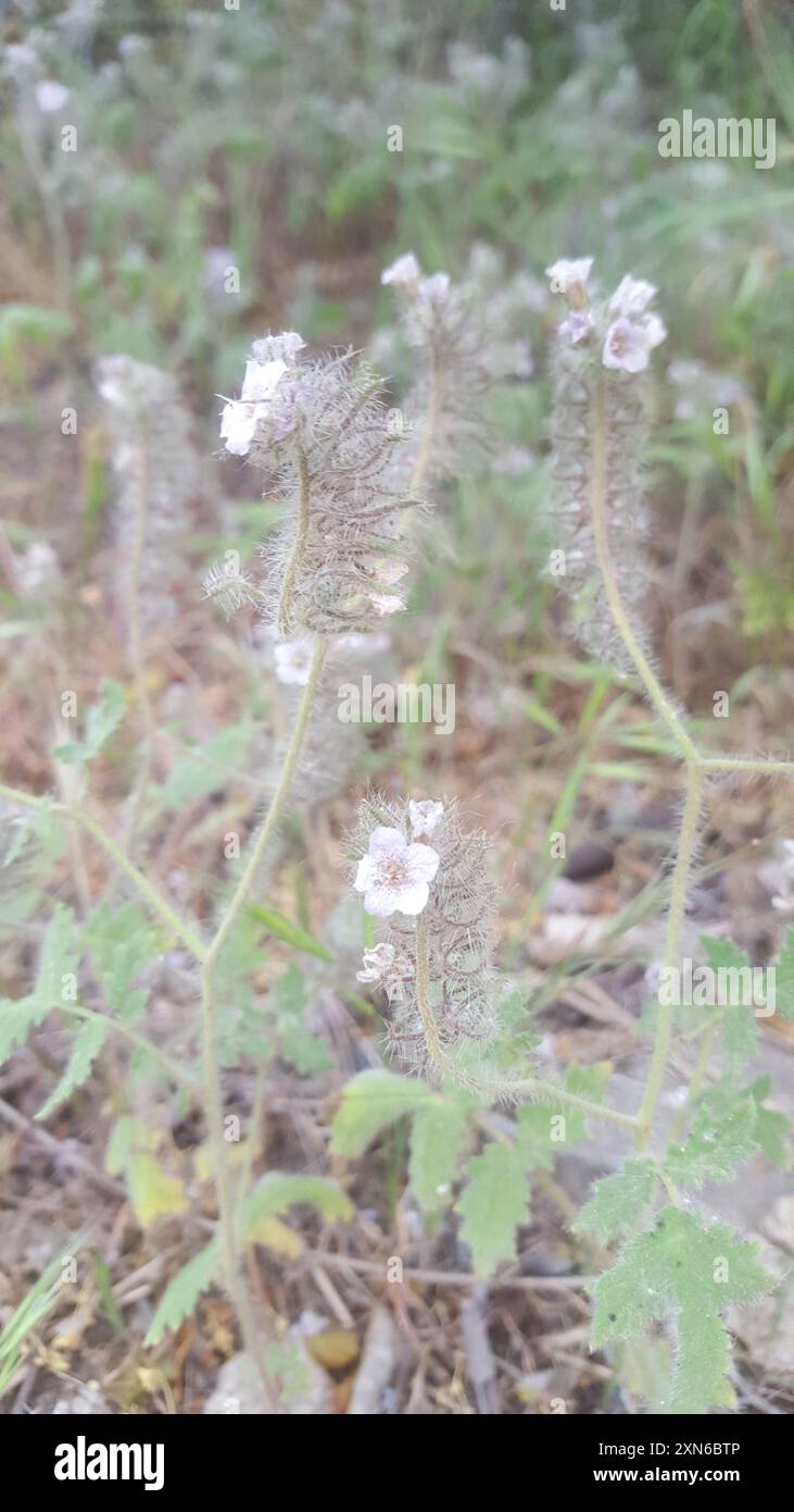 caterpillar scorpionweed (Phacelia cicutaria) Plantae Stock Photo - Alamy