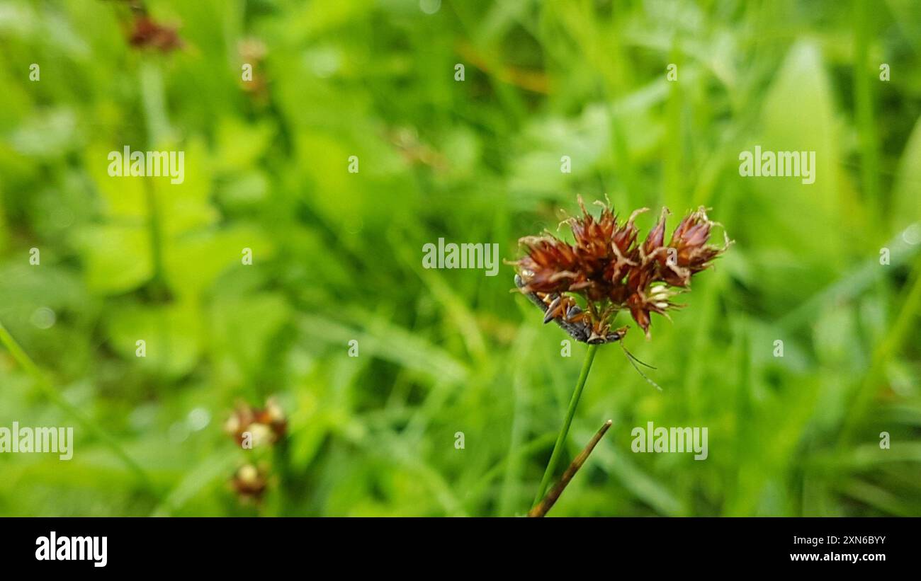 Field woodrush (Luzula campestris) Plantae Stock Photo - Alamy