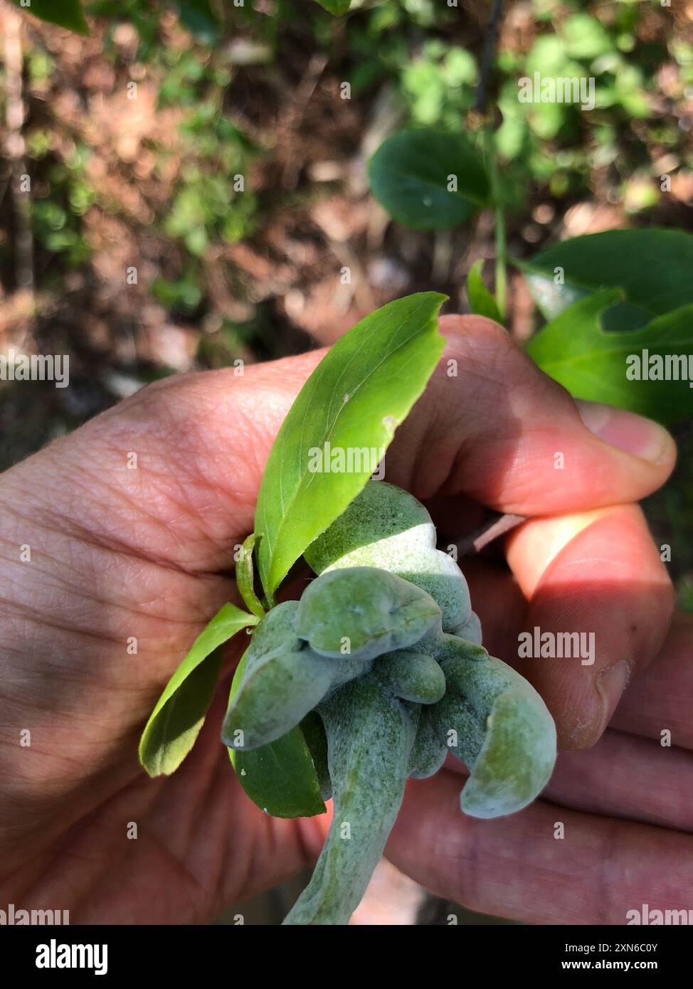 Sweetleaf Gall (Exobasidium symploci) Fungi Stock Photo - Alamy