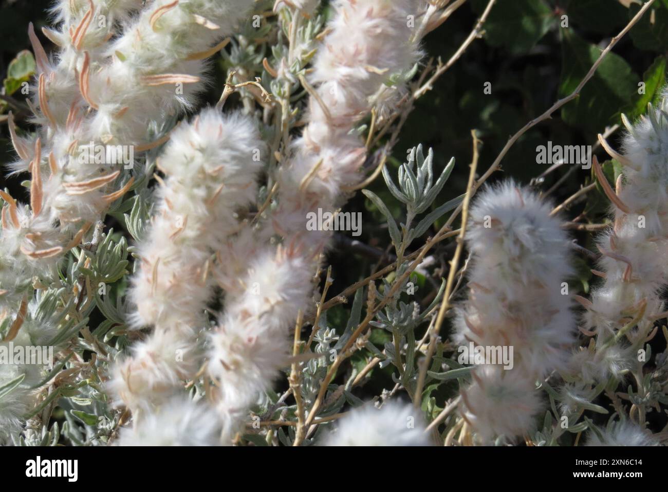 Winterfat (Krascheninnikovia lanata) Plantae Stock Photo - Alamy