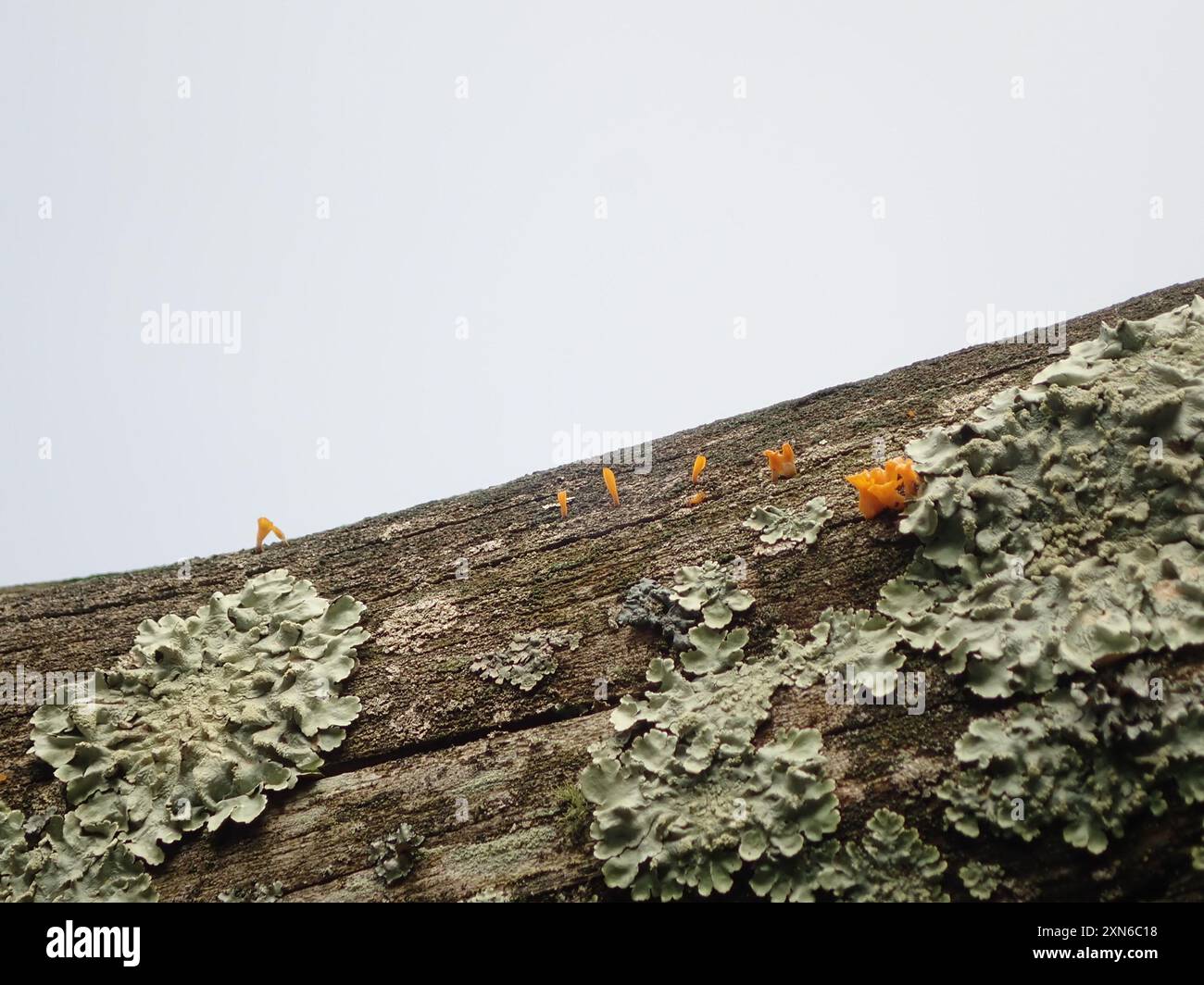 Fan-shaped Jelly Fungus (Dacrymyces spathularia) Fungi Stock Photo - Alamy