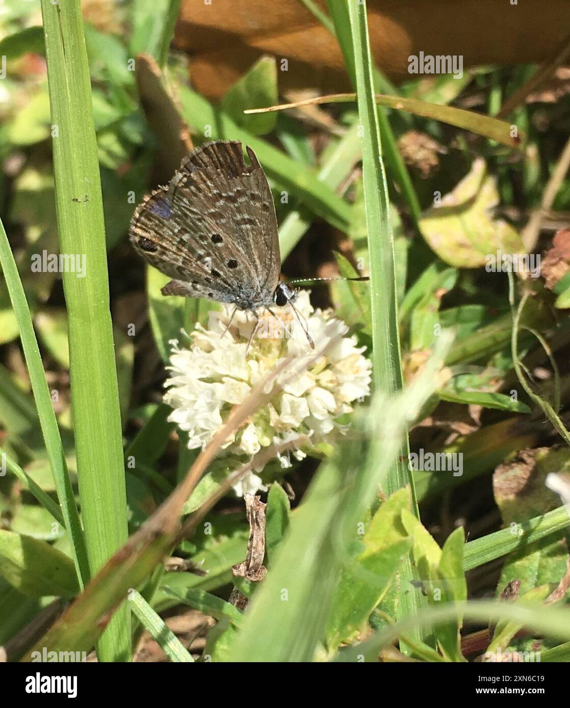 Ceraunus Blue (Hemiargus ceraunus) Insecta Stock Photo - Alamy