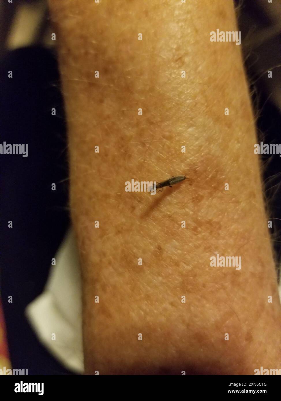 Webspinners (Embioptera) Insecta Stock Photo - Alamy