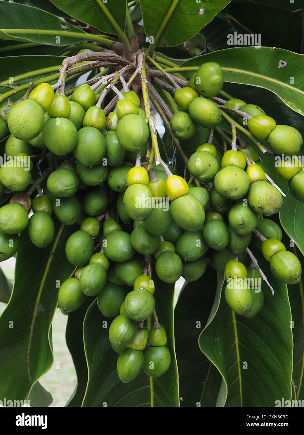 (Semecarpus gigantifolia) Plantae Stock Photo - Alamy