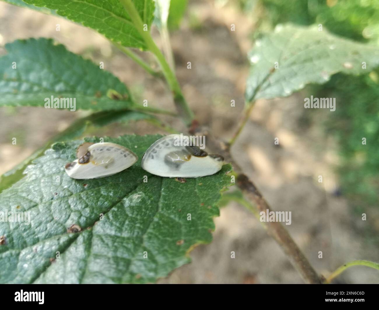 Cilix glaucata hi-res stock photography and images - Alamy