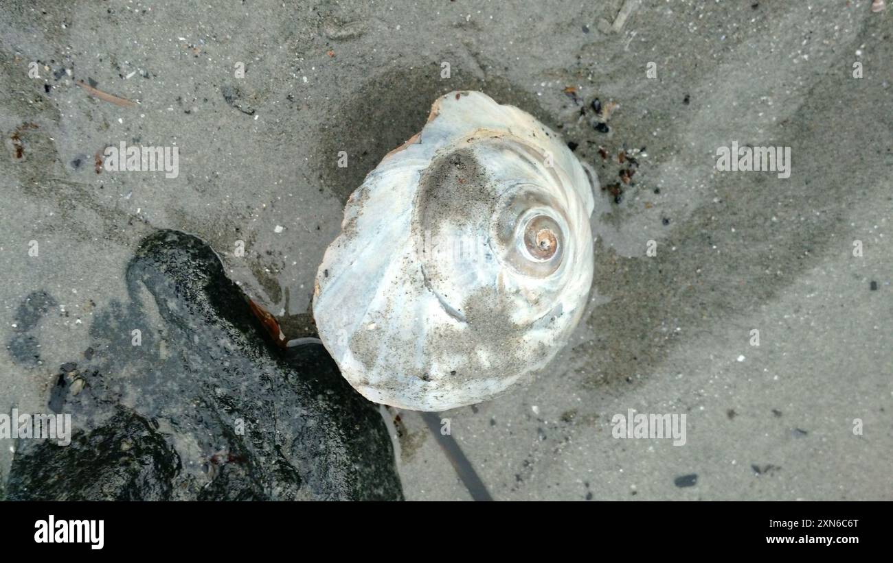 Moon Snails (Naticidae) Mollusca Stock Photo - Alamy