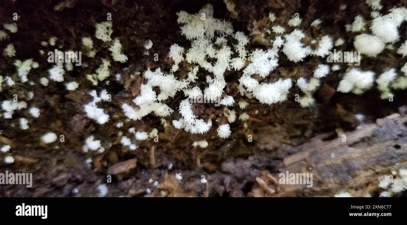 Honeycomb Coral Slime Mold (Ceratiomyxa fruticulosa) Protozoa Stock ...