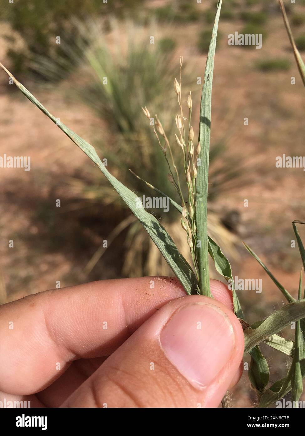Mexican panicgrass (Panicum hirticaule) Plantae Stock Photo - Alamy