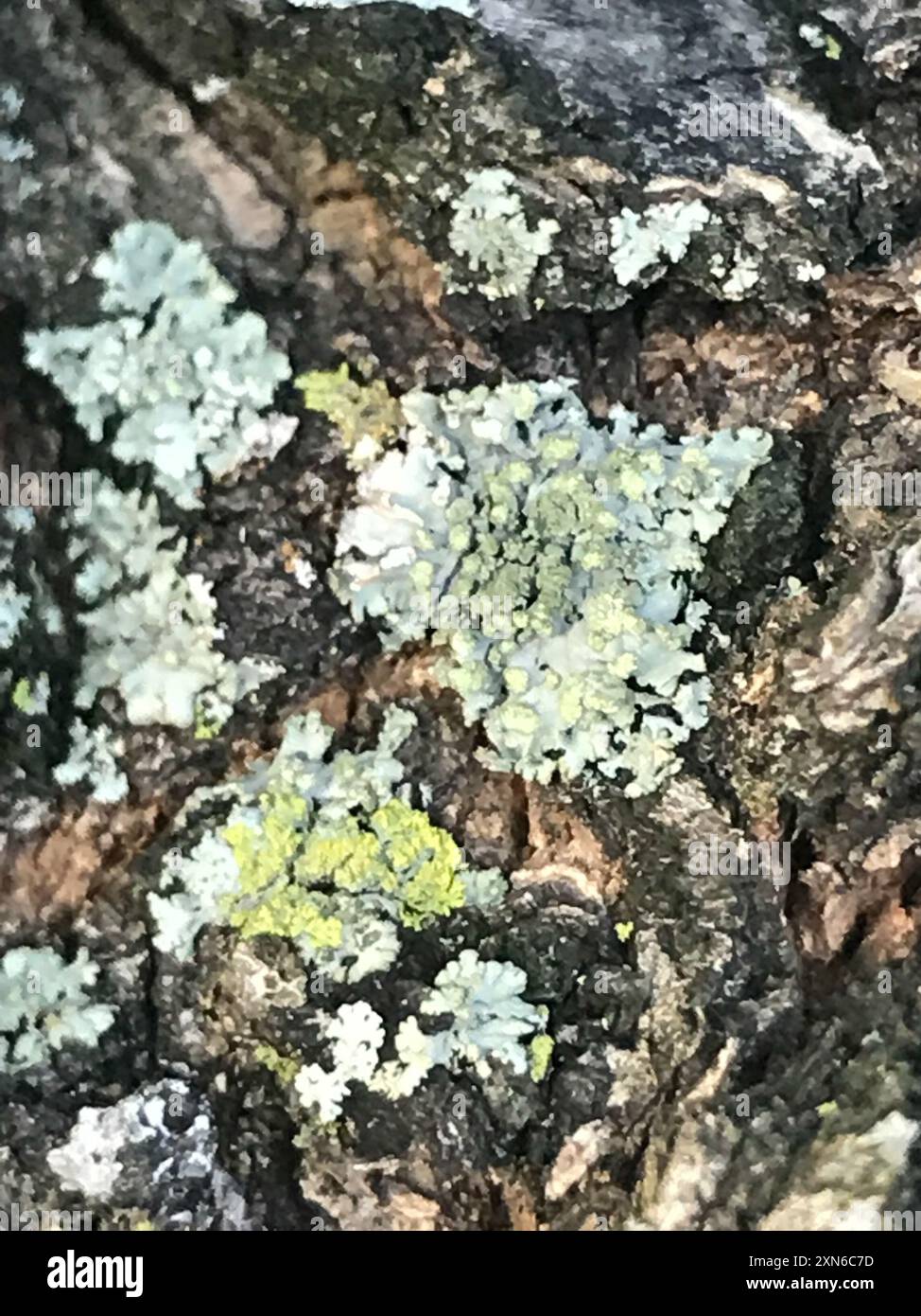 Orange-cored Shadow Lichen (Phaeophyscia rubropulchra) Fungi Stock Photo - Alamy