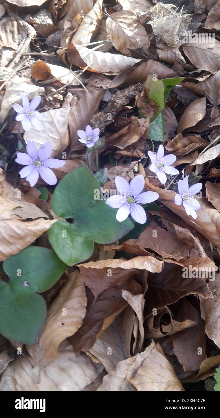 Liverleaf (Hepatica nobilis) Plantae Stock Photo - Alamy