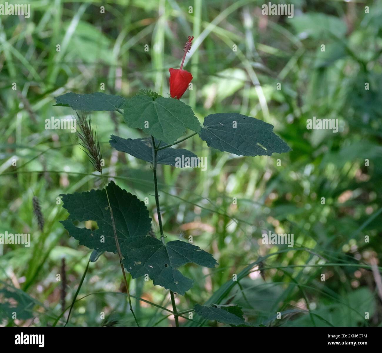 Turk's cap (Malvaviscus arboreus) Plantae Stock Photo - Alamy