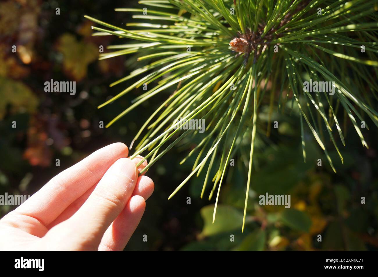 pitch pine (Pinus rigida) Plantae Stock Photo - Alamy
